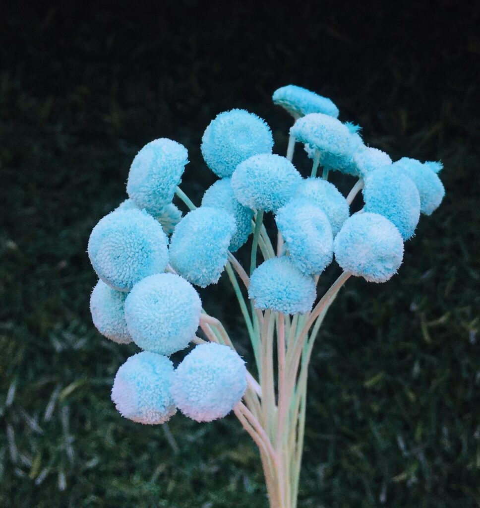 Dried & Preserved Button Flowers (Soft Blue) – Colorz LK | The Decor ...