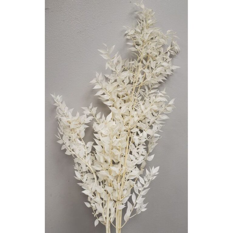 Dried Ruscus Leaves (Off White) - Colorz LK | The Decor Store | Sri Lanka