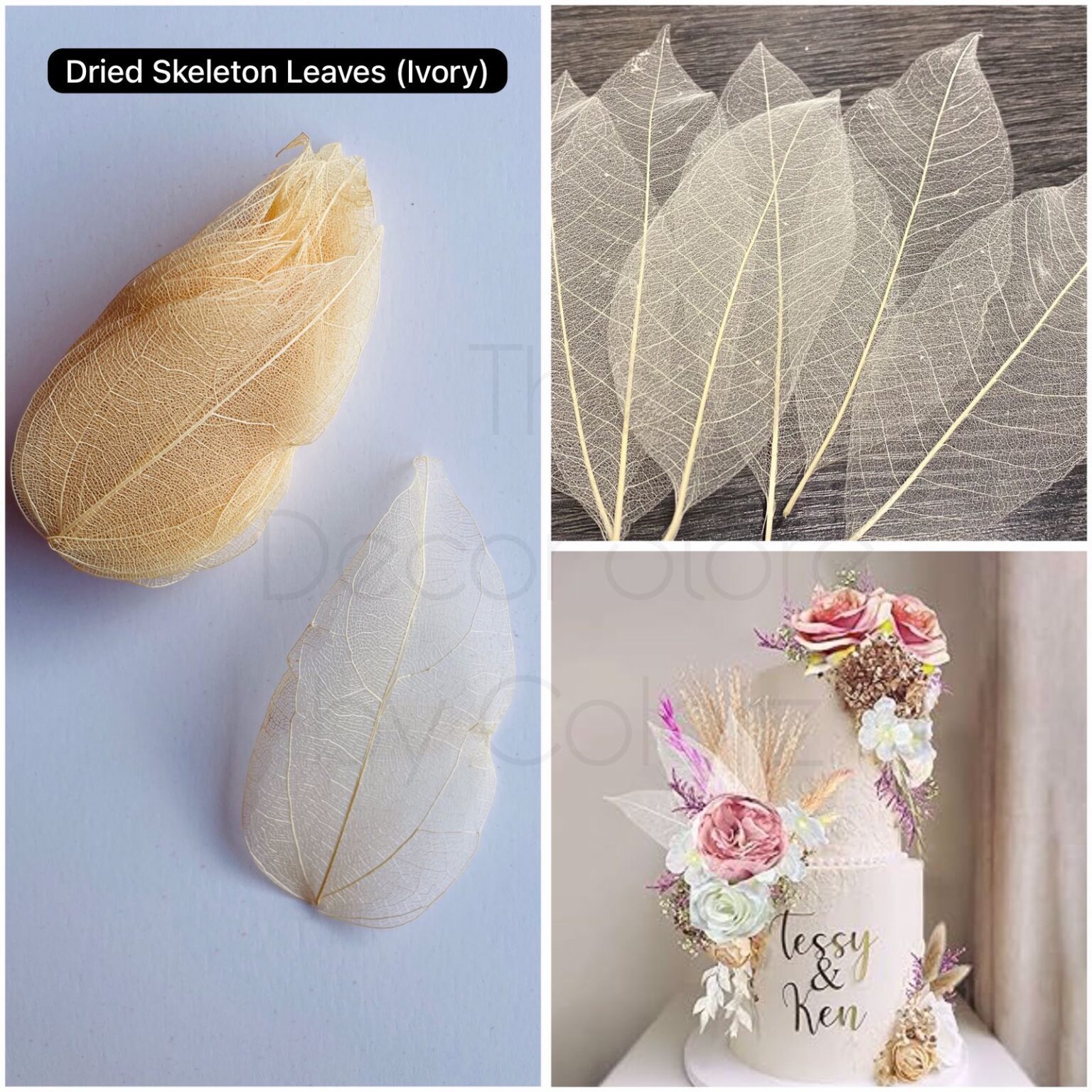 Dried Skeleton Leaves (Ivory) – Colorz LK | The Decor Store | Sri Lanka