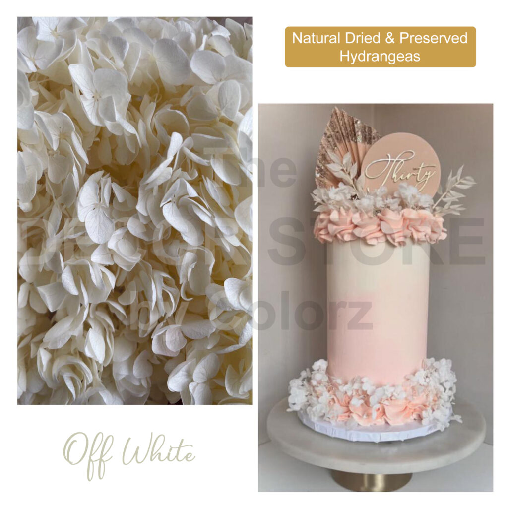 Dried Hydrangea Flowers (Off White) - Colorz LK | The Decor Store | Sri ...