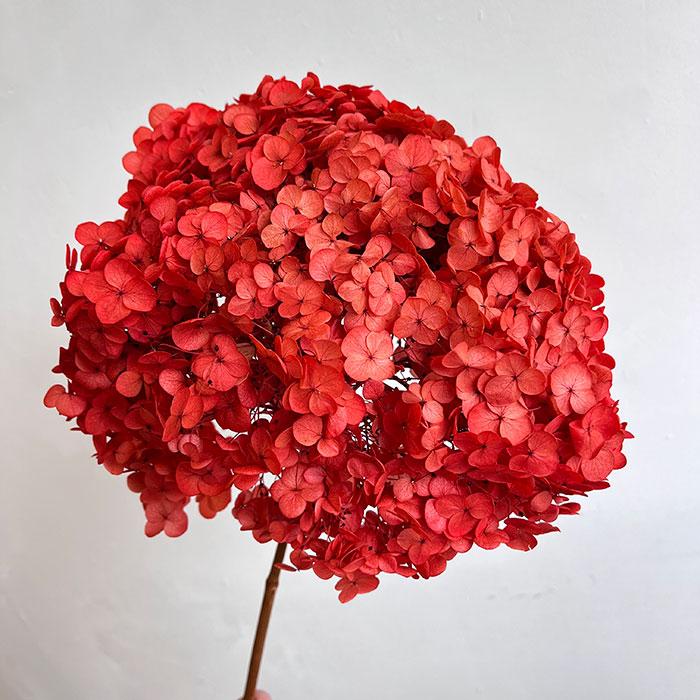 Dried Hydrangea Flowers (Red) - Colorz LK | The Decor Store | Sri Lanka