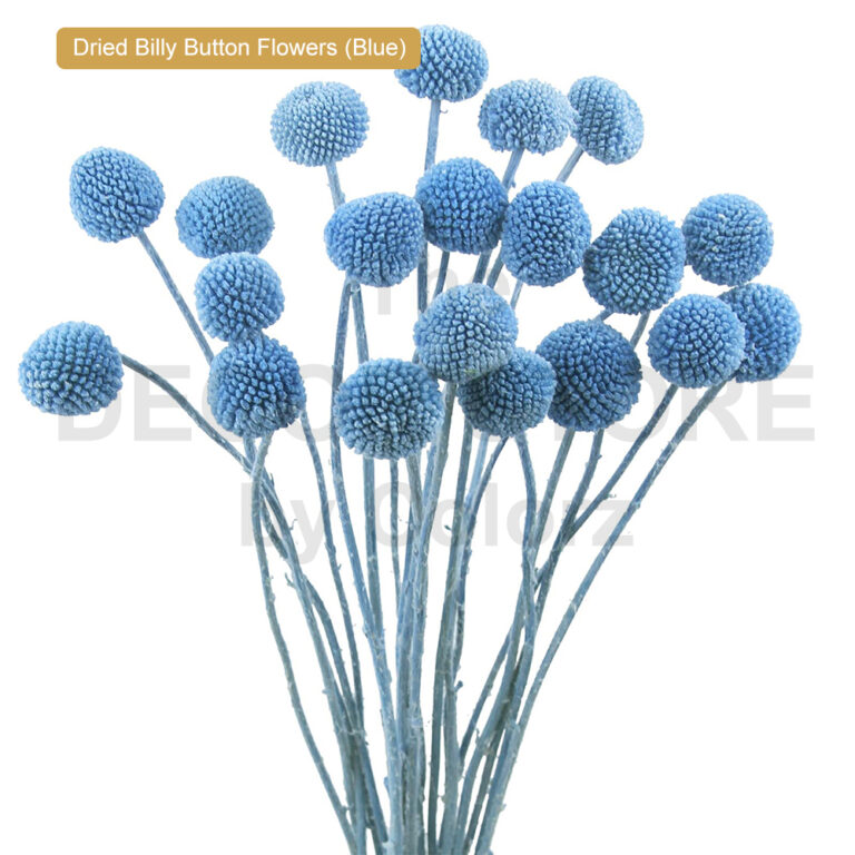 Dried Billy Button Flowers (Blue) - Colorz LK | The Decor Store | Sri Lanka