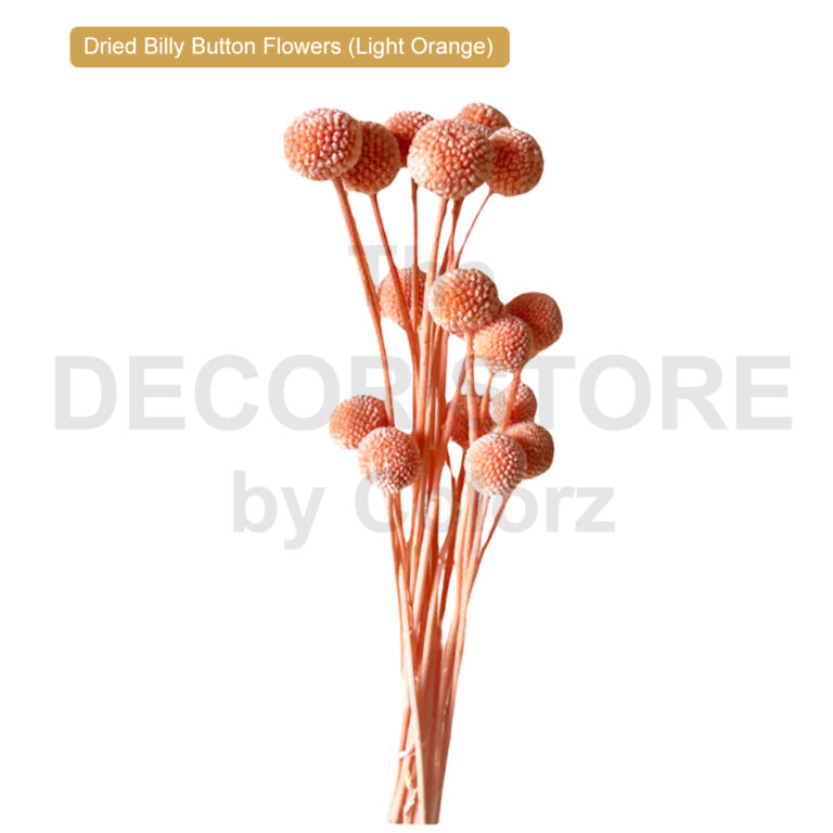 Dried Billy Button Flowers (Light Orange) - Colorz LK | The Decor Store ...